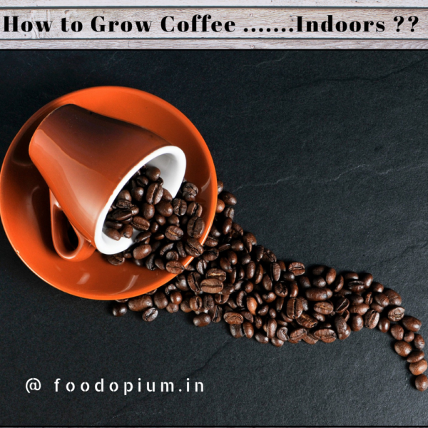 How to Grow Own Coffee Plant Indoors...? – Food Opium
